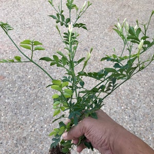 Poet Jasmine Plant, Indian Jaathimalli, Jasminum Officinale, Very ...