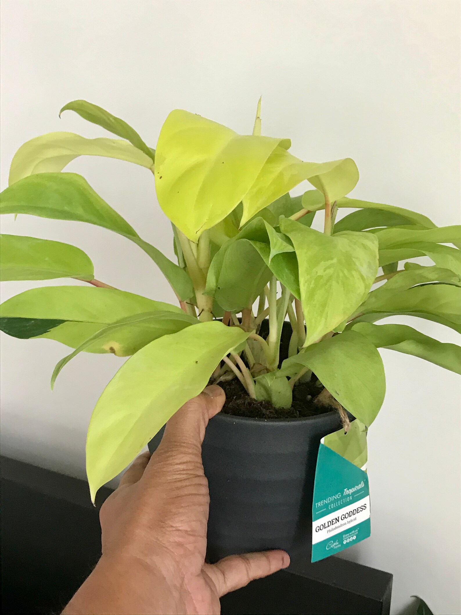 Philodendron plants Golden Goddess hybrid Free Ship easy | Etsy