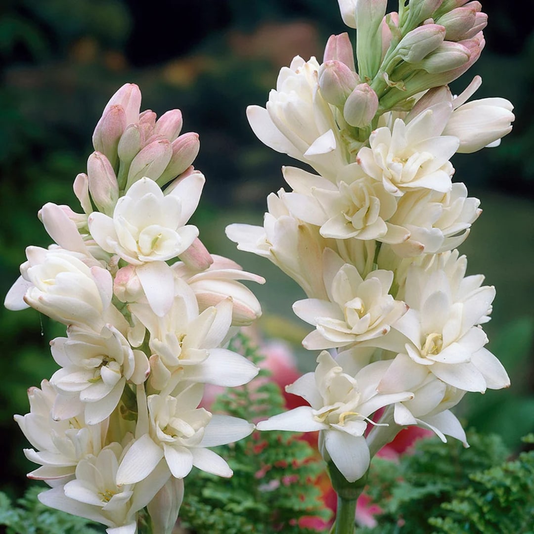 Tuberose Bulbs, Double Bloom, Polianthes Tuberosa, Rajanigandha ...