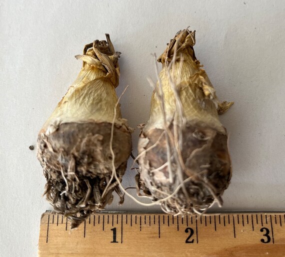 Polianthes Tuberosa Bulbs