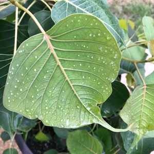 Ashwatha Leaf 10+ Fresh Leaves, Sacred Fig, Ficus Religiosa, Bhodi ...