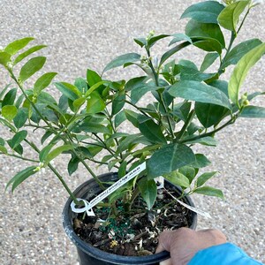 Key Lime Tree & Meyer Lemon Tree 1 - 2 Ft. Cocktail Tree, 2 PLANTS ...