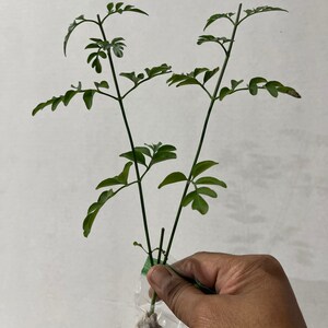 Poet Jasmine Plant, Indian Jaathimalli, Jasminum Officinale, Very ...