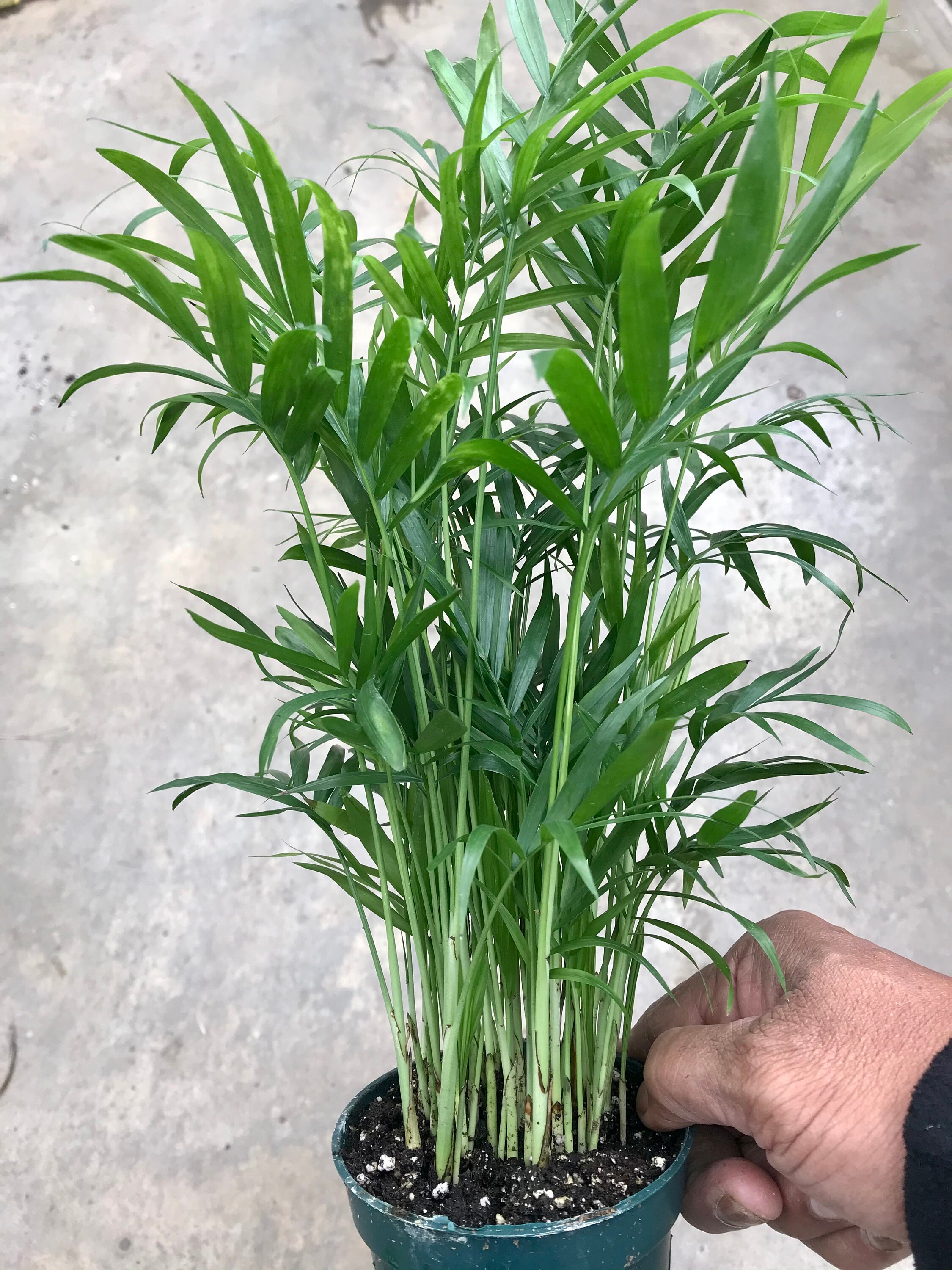 Parlor Palm plants Neanthe Bella Victorian Parlor palm Live | Etsy