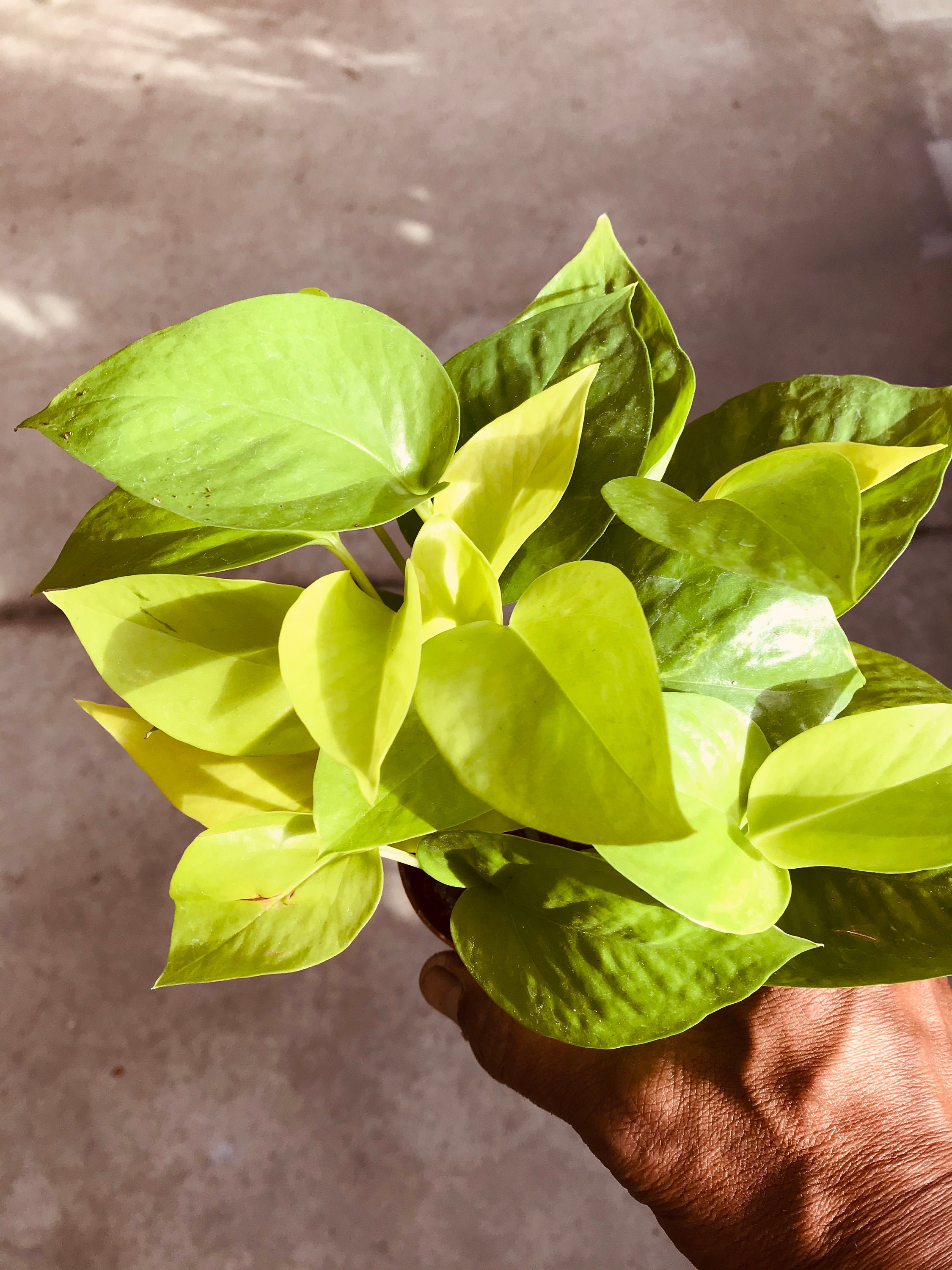 Neon Pothos Plants Epipremnum Pinnatum Top Indoor Air - Etsy