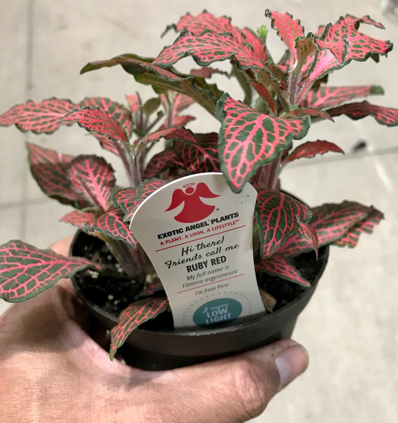 Fittonia 'ruby Red', Nerve Plant, Various Options, Free Ship - Etsy