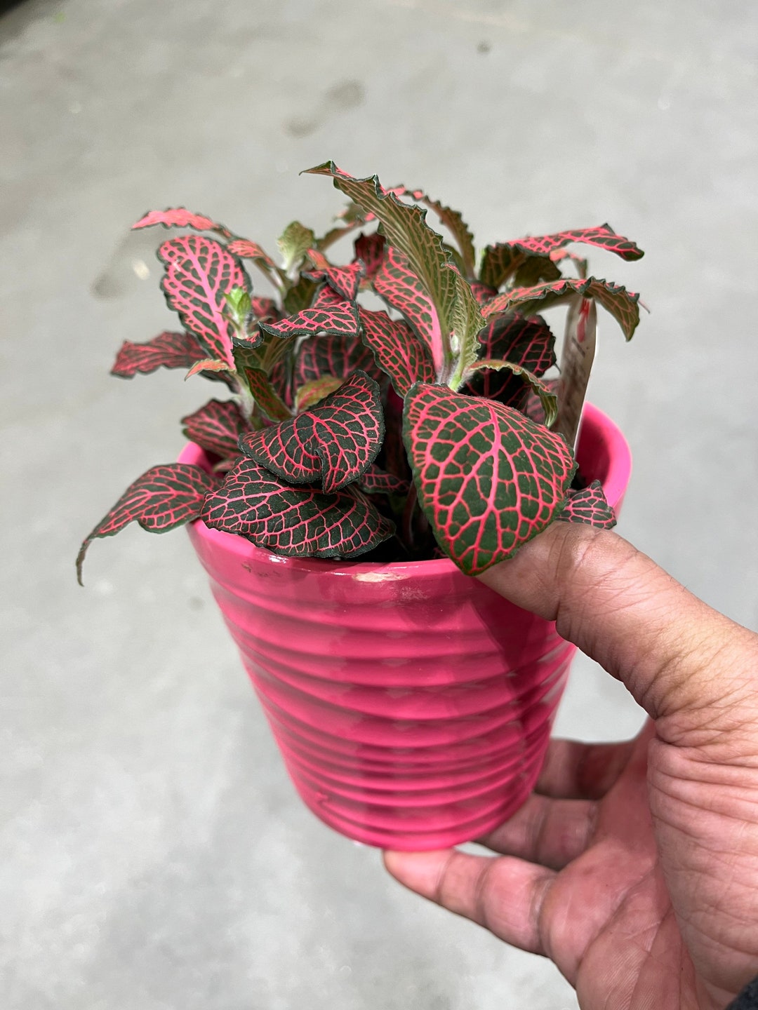 Fittonia 'ruby Red', Nerve Plant, Various Options, Free Ship - Etsy