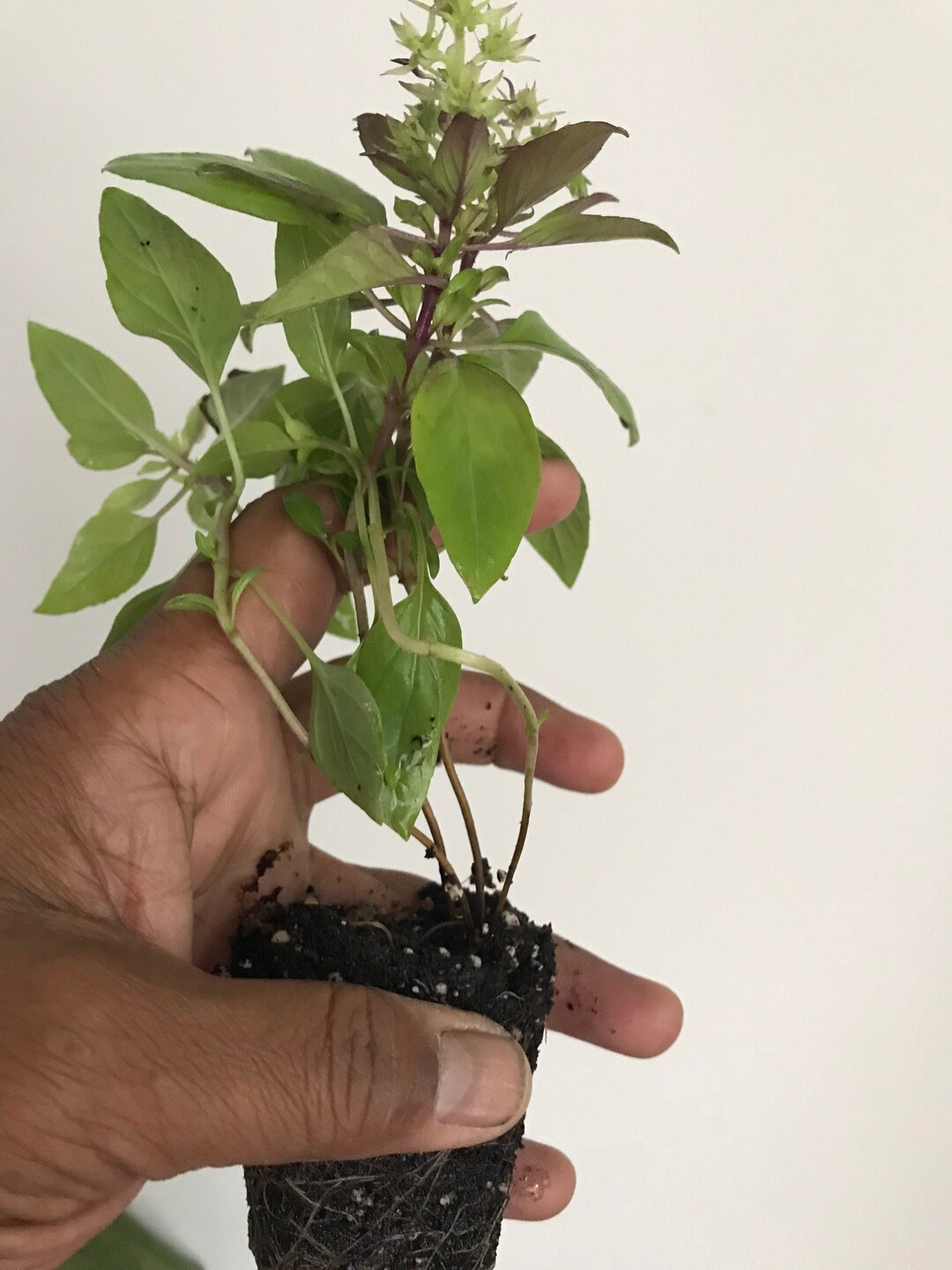 Thai Basil Live Plants, Free Ship W/o Pot, GMO Free - Etsy