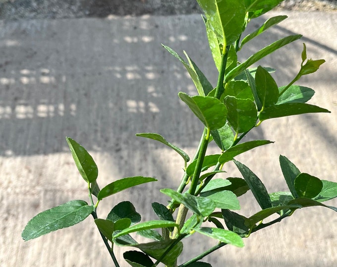 Thornless Mexican Key Lime Tree - 26-30" Tall - Gallon Pot - Live Plant ...