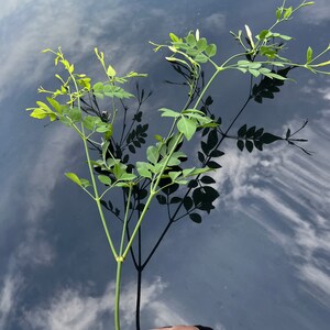 Poet Jasmine Plant, Indian Jaathimalli, Jasminum Officinale, Very ...