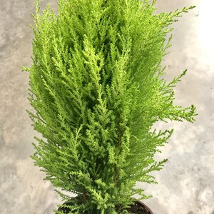 Goldcrest Cypress Lemon Scented Tree Certified Organic - Etsy