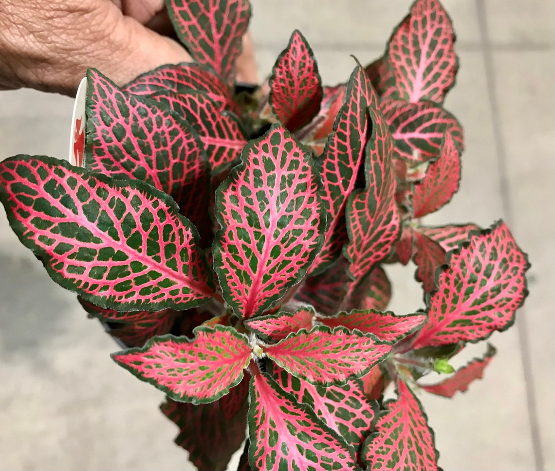 Fittonia 'ruby Red', Nerve Plant, Various Options, Free Ship - Etsy
