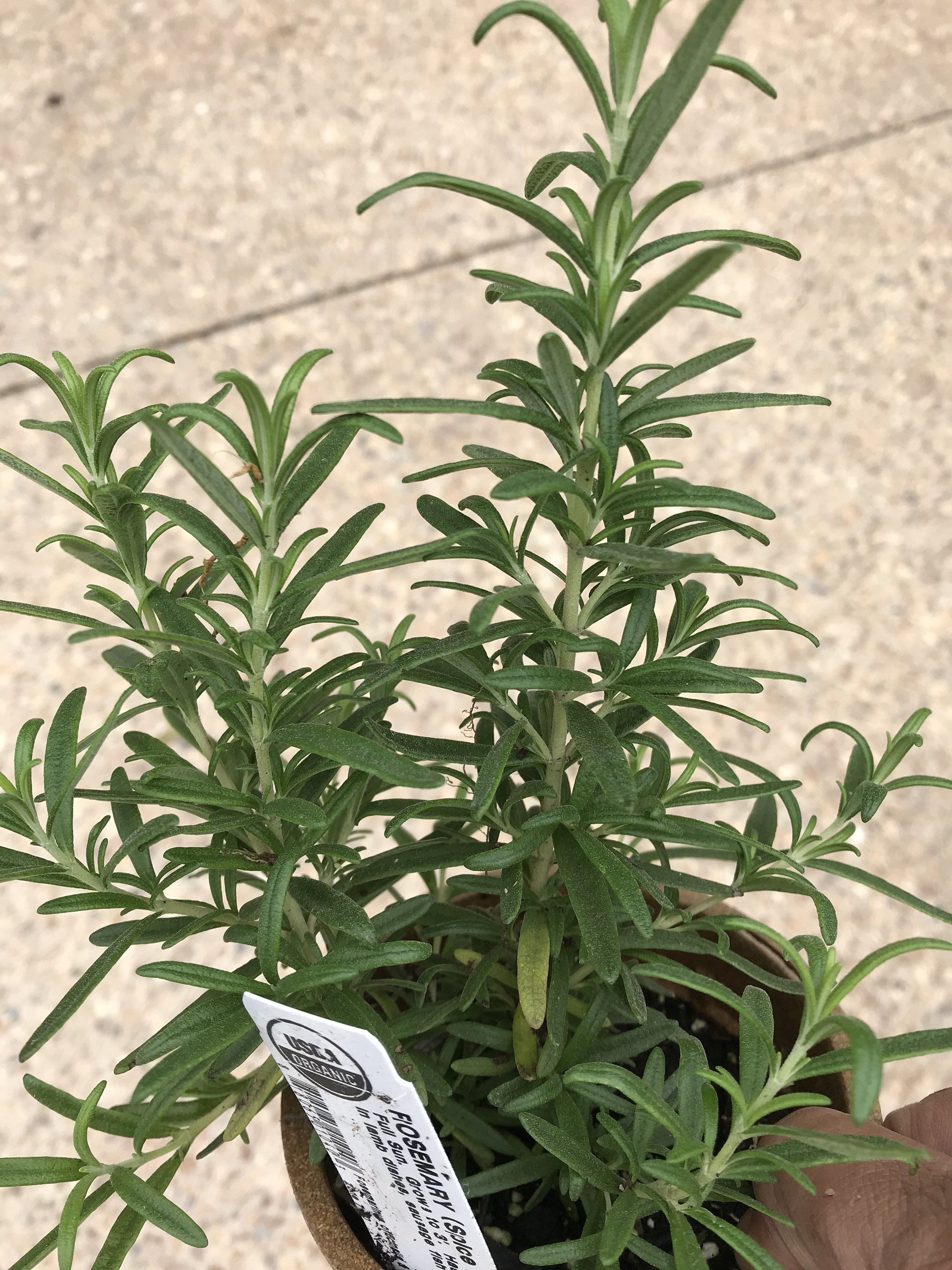 Rosemary Plant