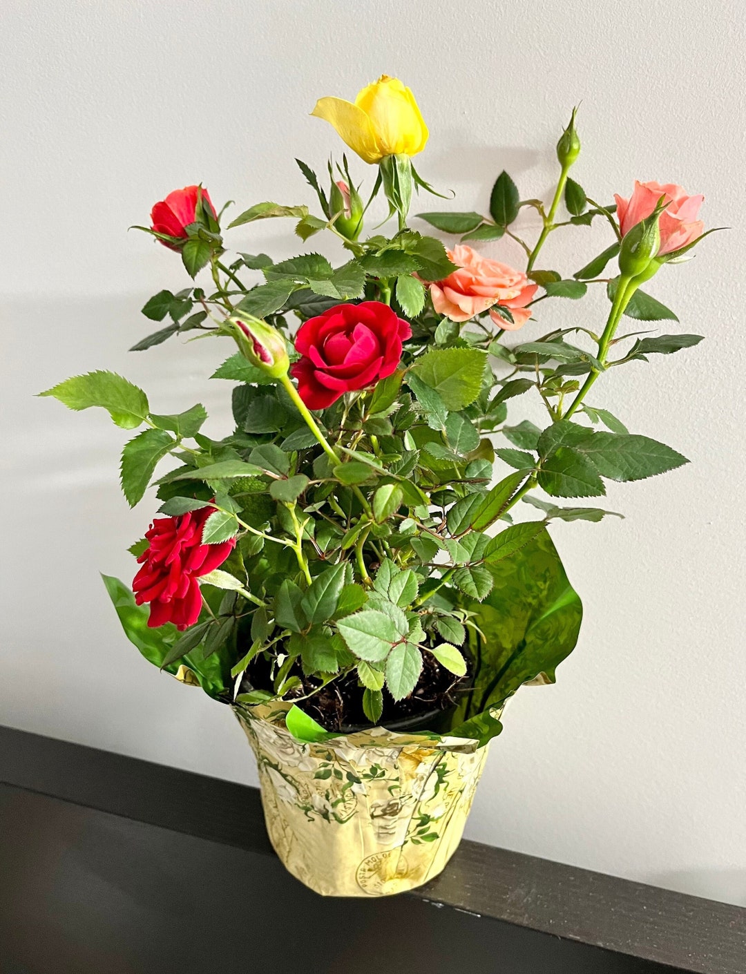 Live Mini Rose Plant: Assorted Colors (no Pot) - Etsy