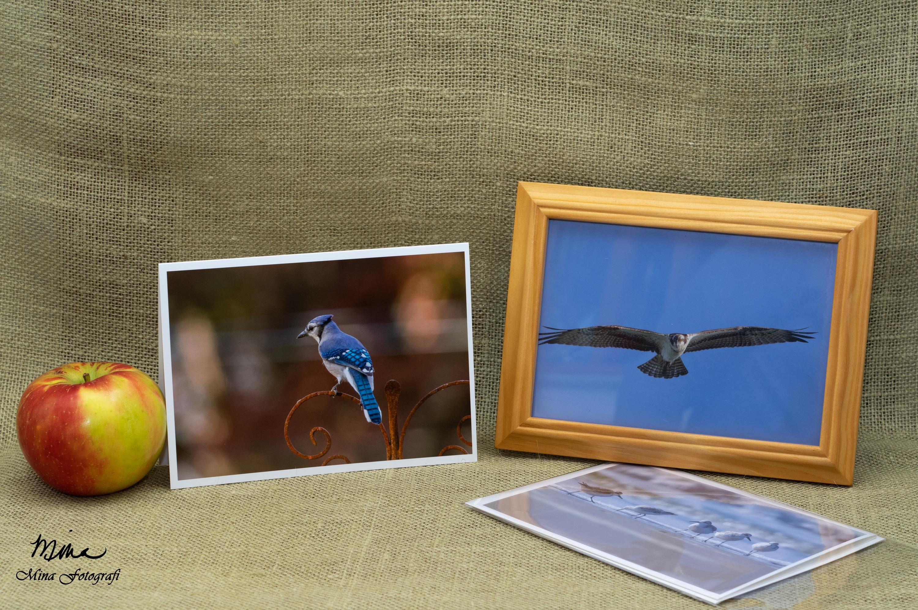 Photo Greeting Card, Wildlife Photo Greeting Card, Custom Greeting ...