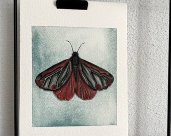 Cinnabar Moth - Etsy