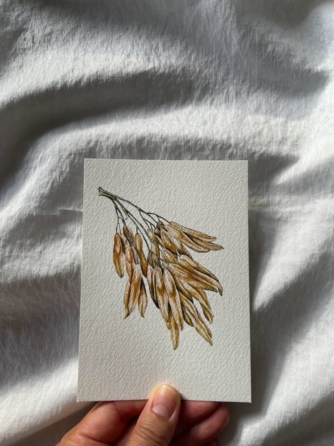 Ash Seeds Samaras. Print of the Original Watercolor Illustration ...