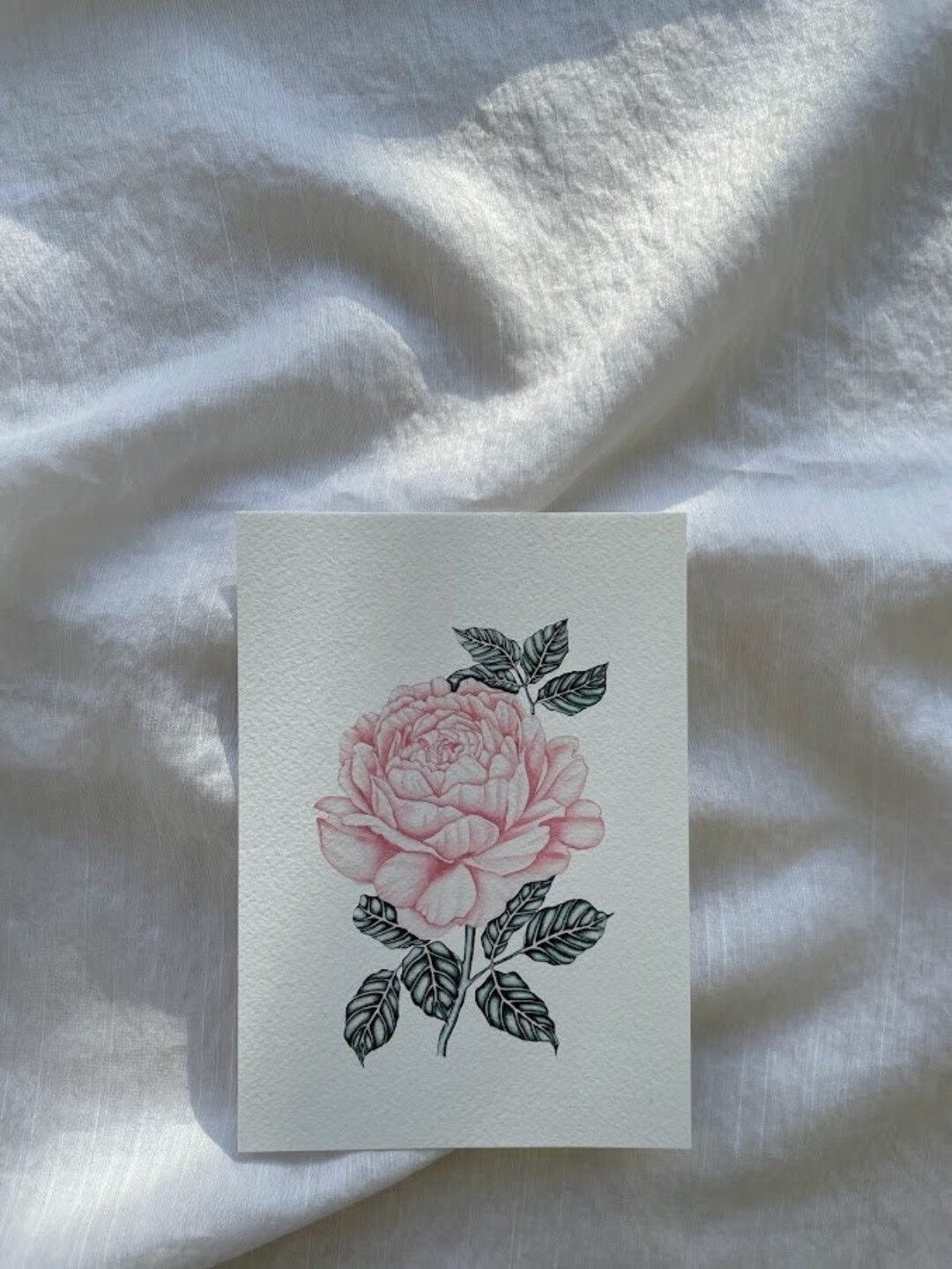 English Rose Botanical Art Print - Floral Art - Watercolour - Vintage ...