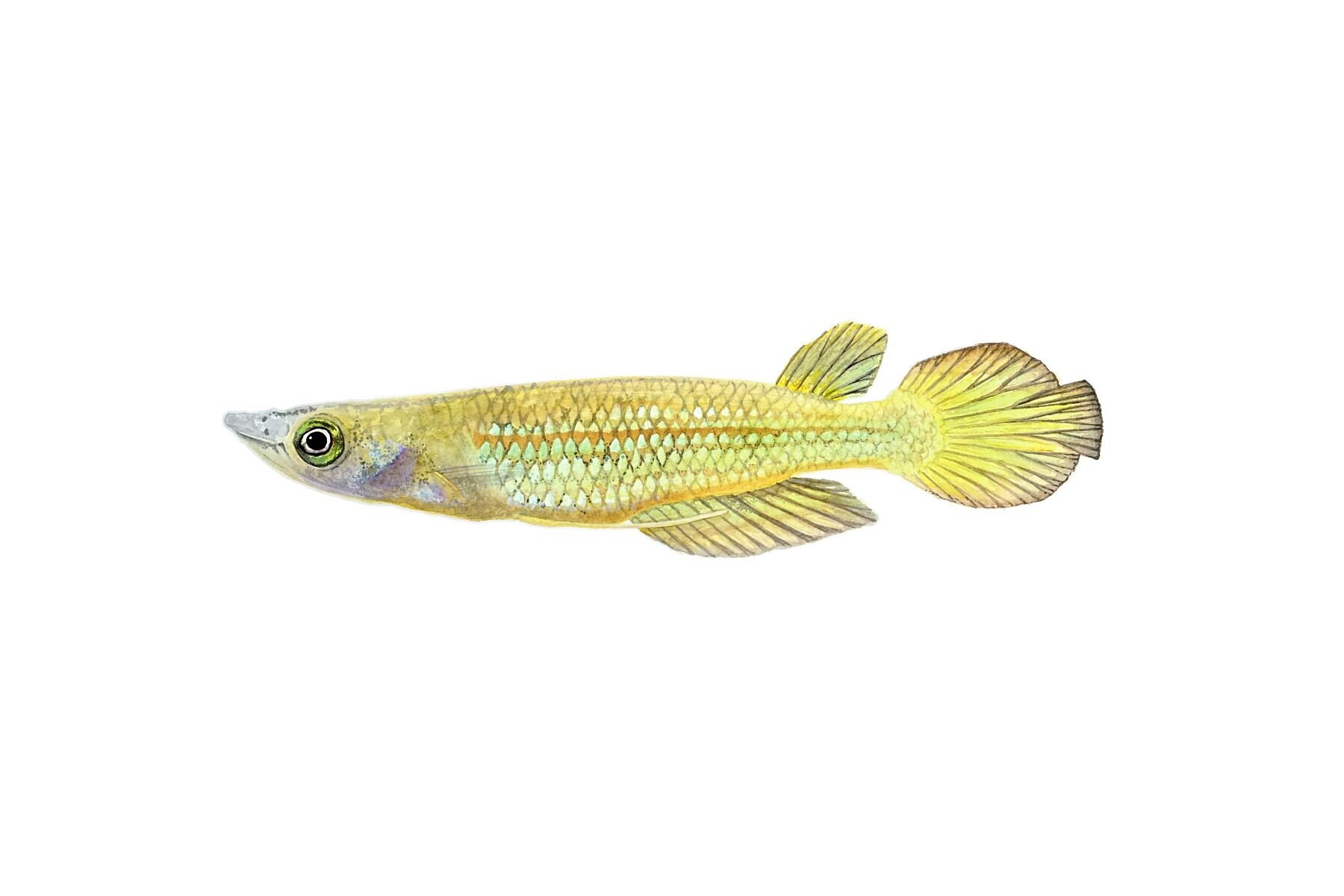 Tropical Fish Golden Wonder Killifish - Etsy