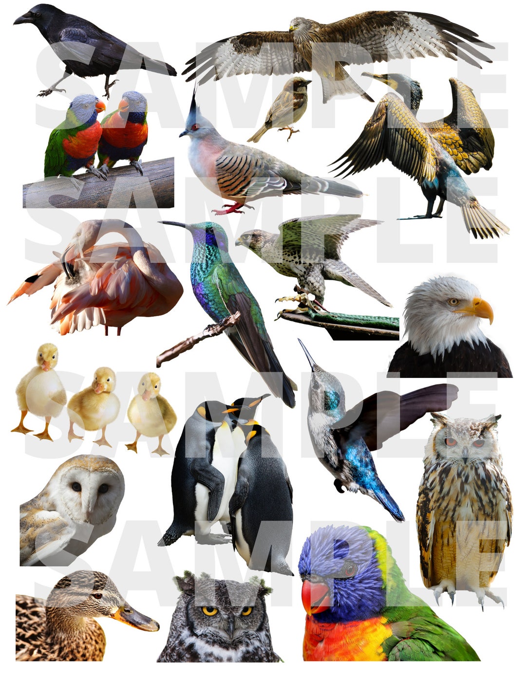 Beautiful Birds Digital Scrapbook Paper - Collage Sheet - Instant ...