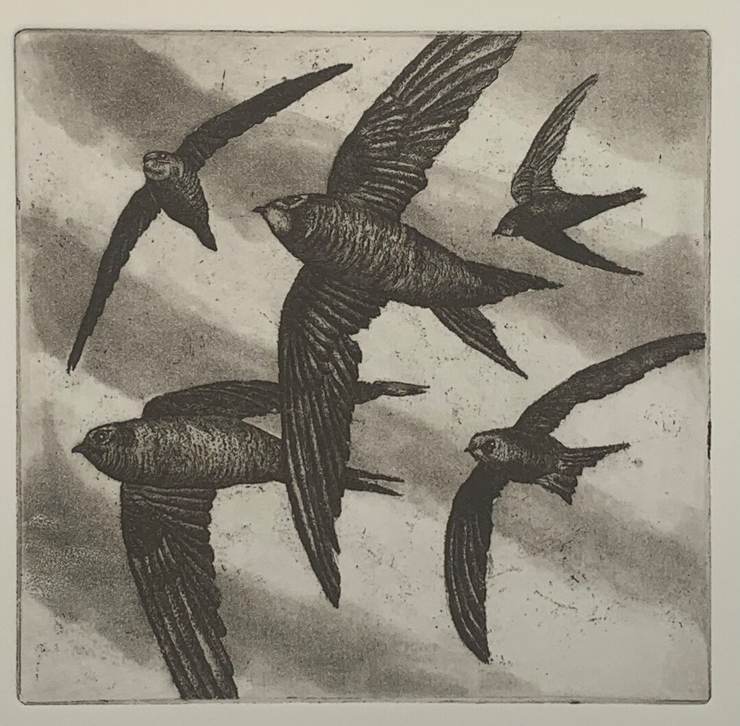Common Swifts Limited Edition Etching - Etsy