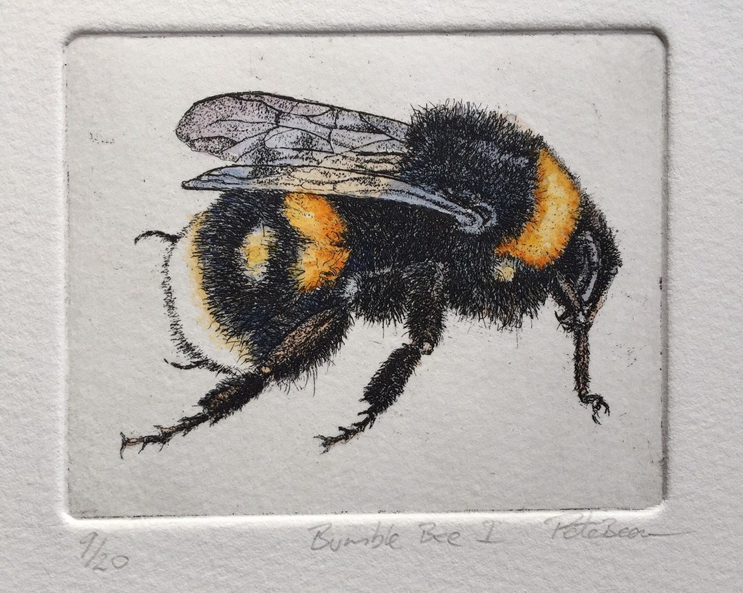 Bumble Bee Hand Coloured Limited Edition Etching. - Etsy