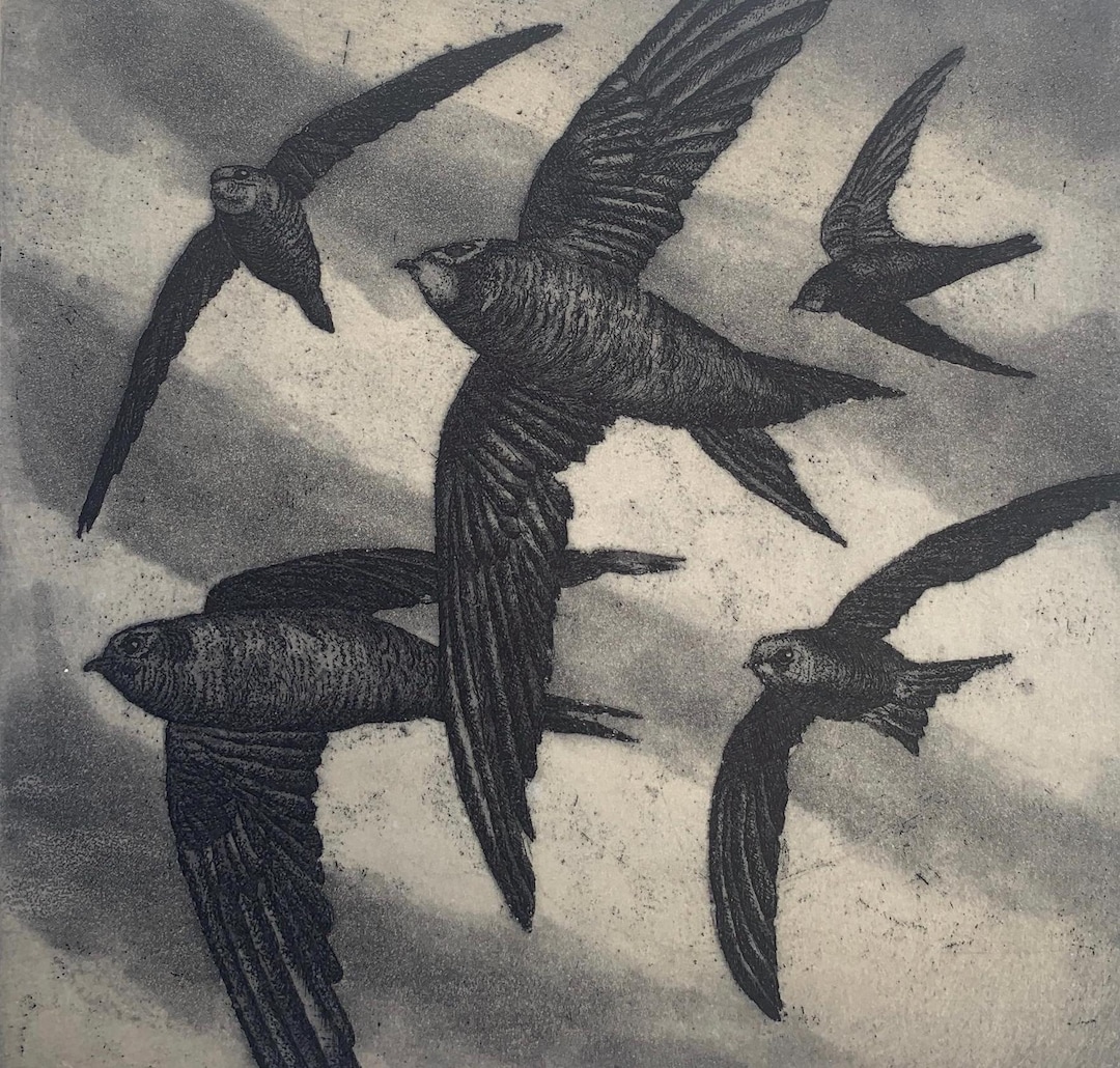 Common Swifts Limited Edition Etching - Etsy