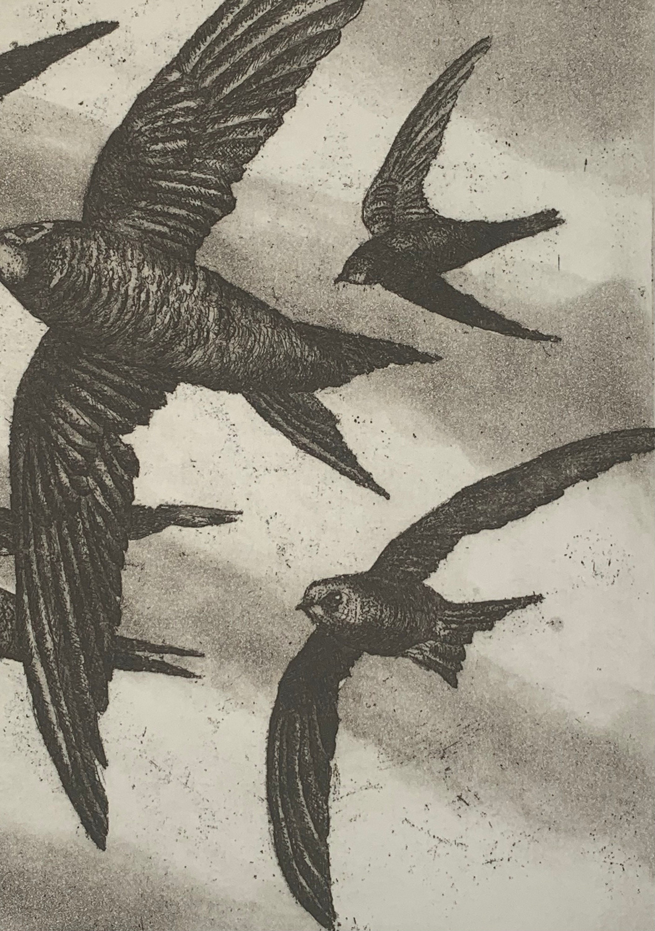 Common Swifts Limited Edition Etching - Etsy