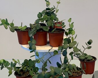 String of Coins - Etsy