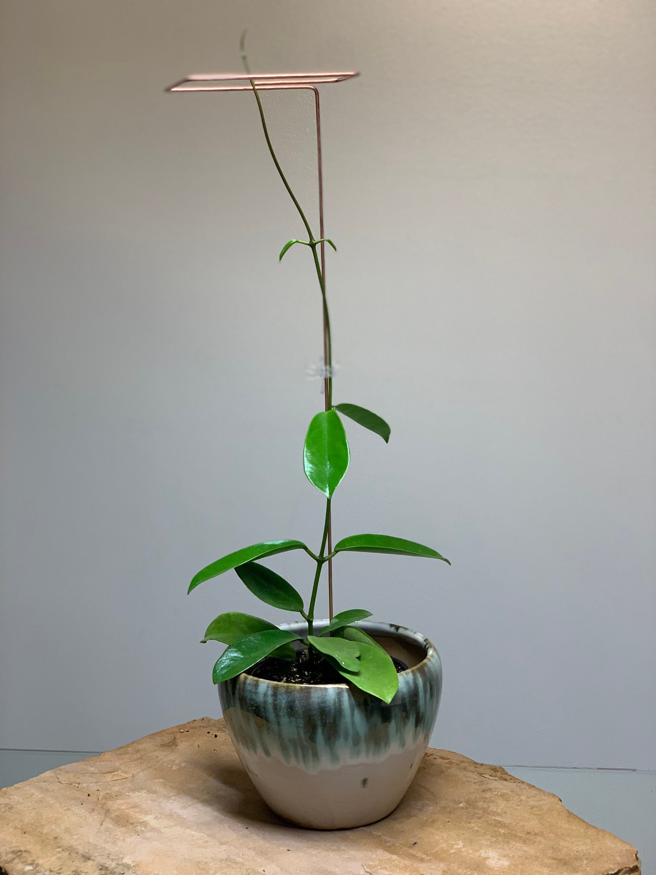 Copper Trellis Boxed | Etsy