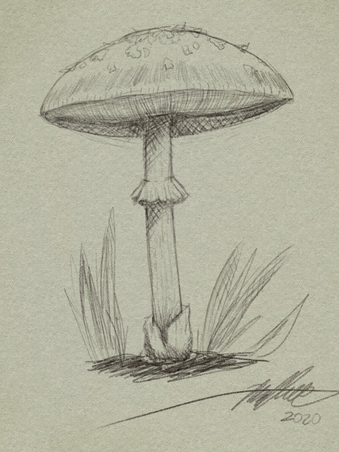 Mushroom Naturalistic Sketch - Etsy