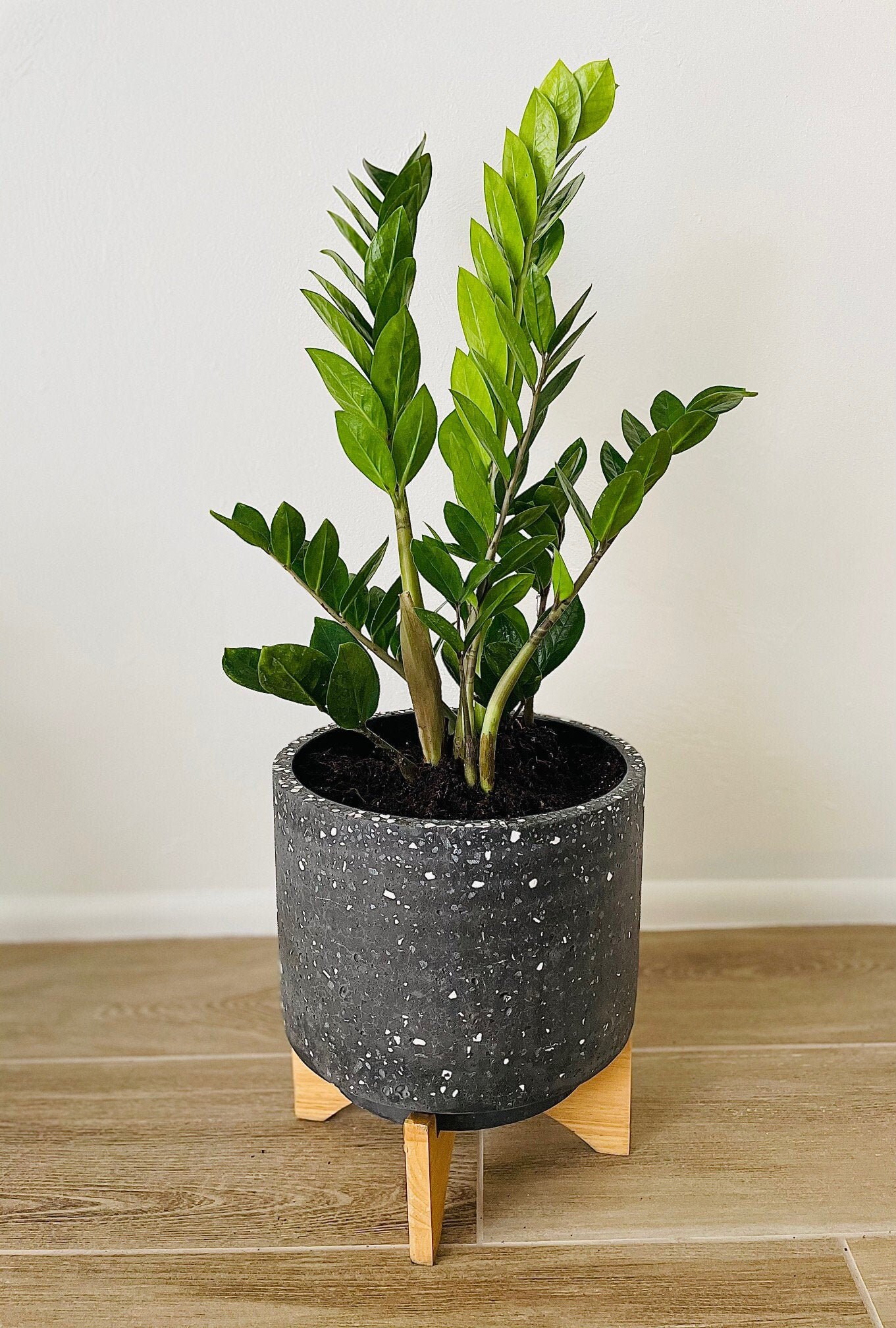 LARGE ZZ Zamioculcas Zamiifolia LIVE Houseplant 2 Feet Tall | Etsy