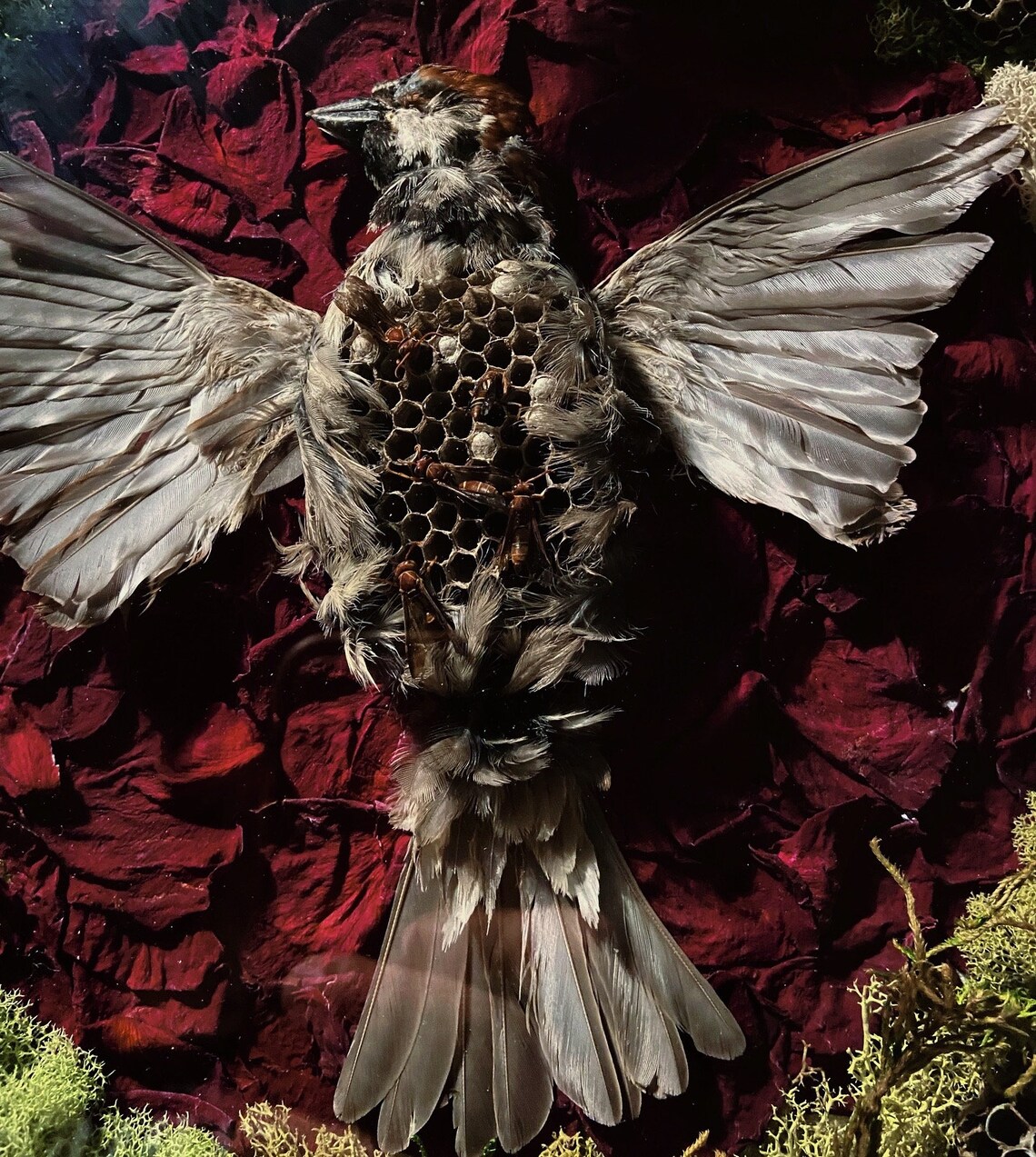 House Sparrow Shadow Box the Swarm - Etsy