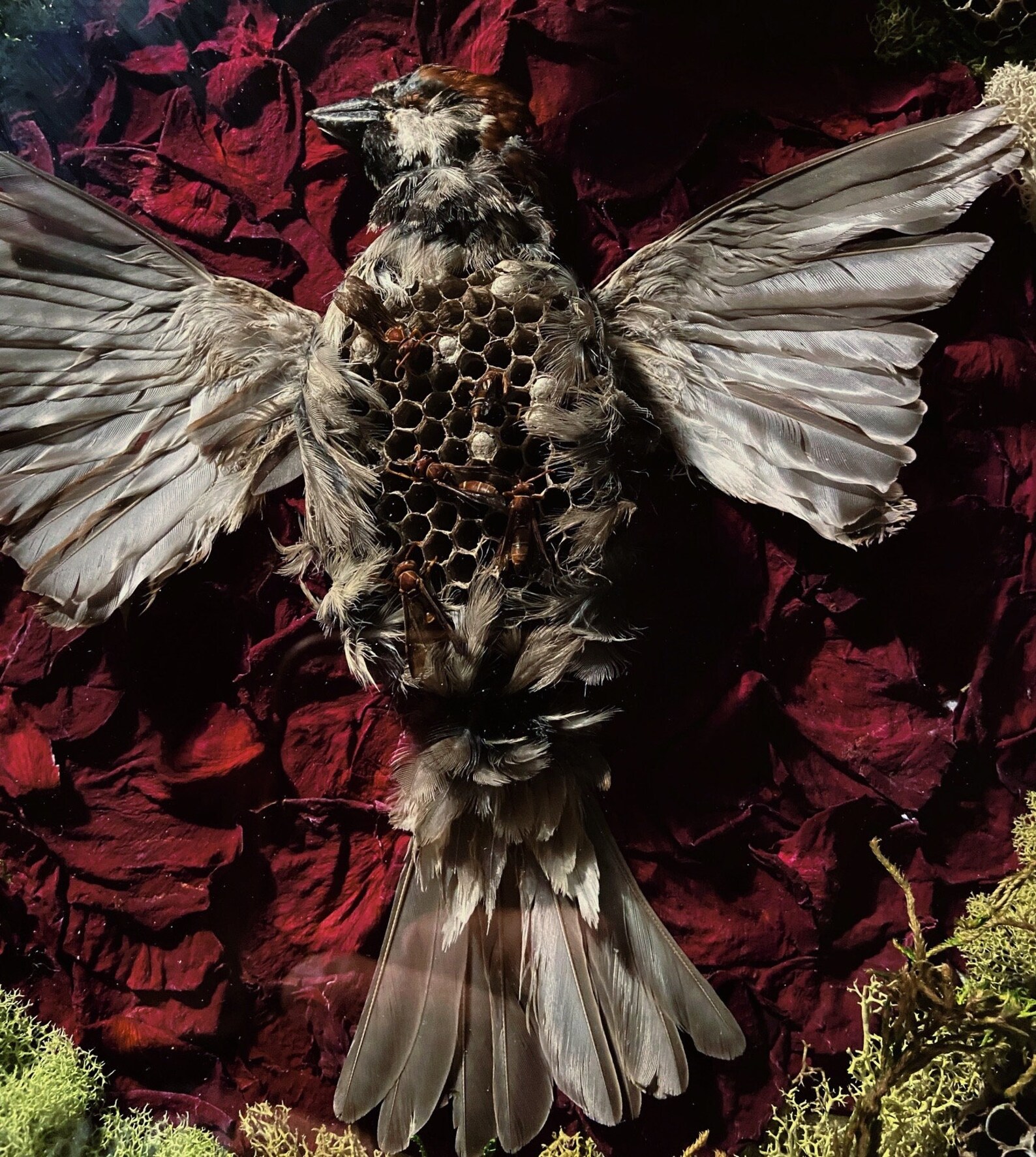 House Sparrow Shadow Box the Swarm - Etsy