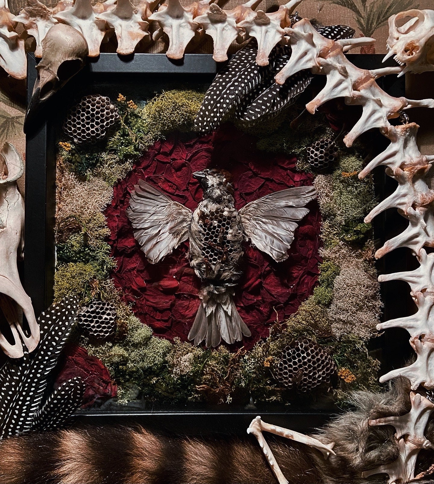 House Sparrow Shadow Box the Swarm - Etsy