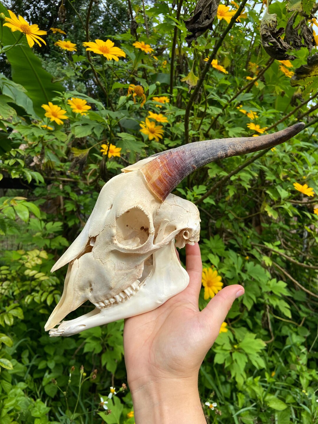 Medium Goat Goat Skull | Real Goat Bone Specimen | Natural Taxidermy ...