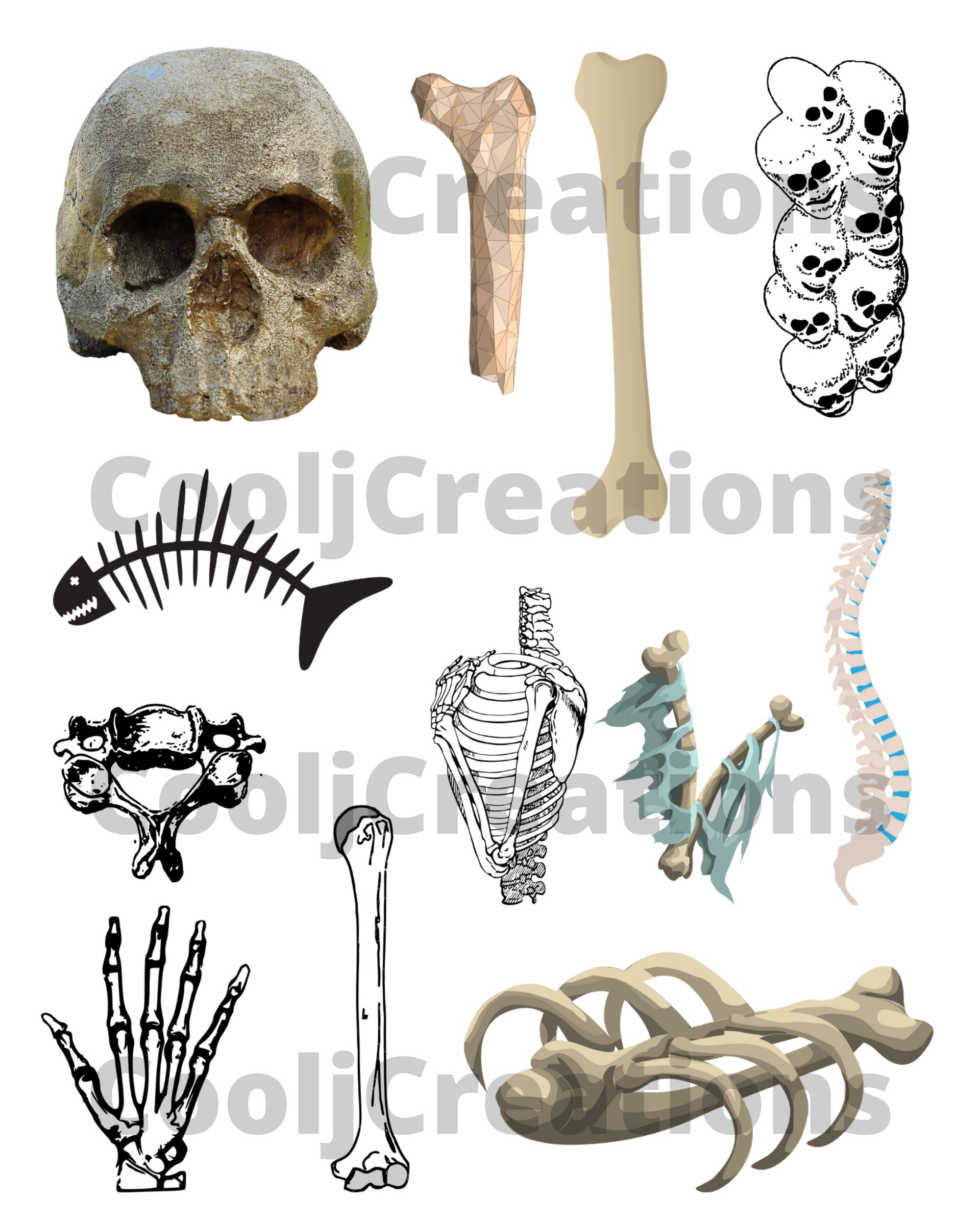 Bones Clip Art, Bone Images, Skeleton Images, Bone Icons for ...