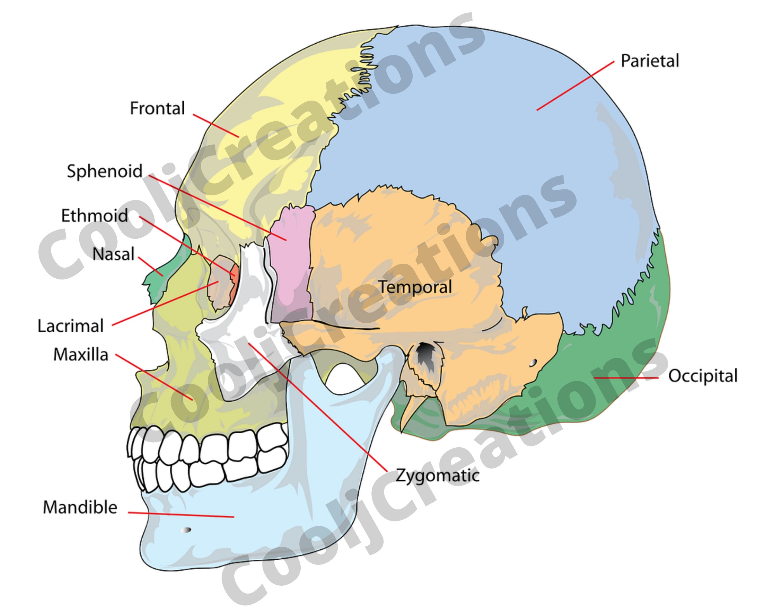Skull Clip Art, Skull Chart Image, Skull Chart Printable Poster ...