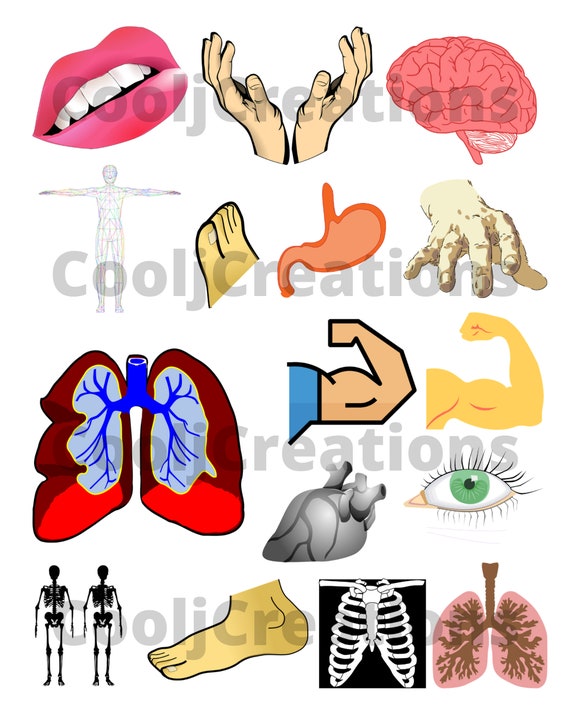 Body Parts Clip Art Body Part Images Body Part Icons for | Etsy