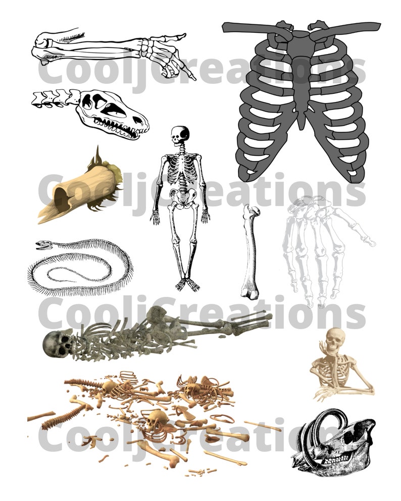 Bones Clip Art, Bone Images, Skeleton Images, Bone Icons for ...