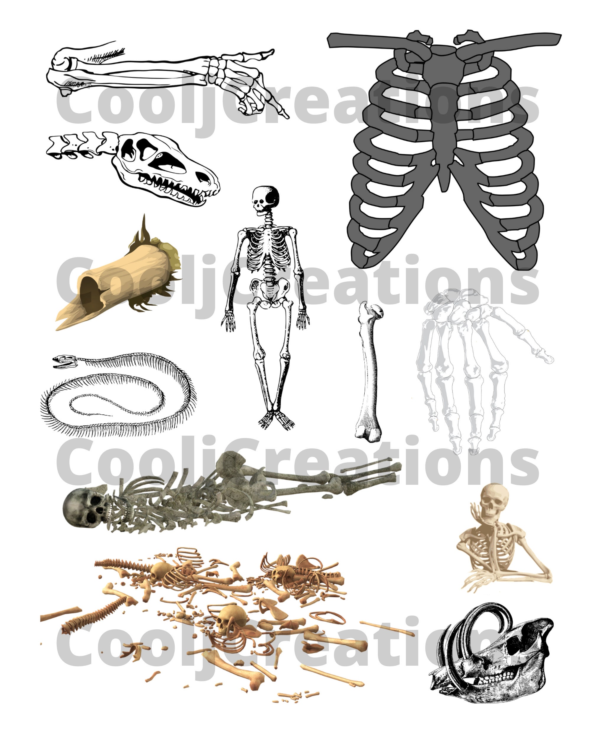 Bones Clip Art, Bone Images, Skeleton Images, Bone Icons for ...