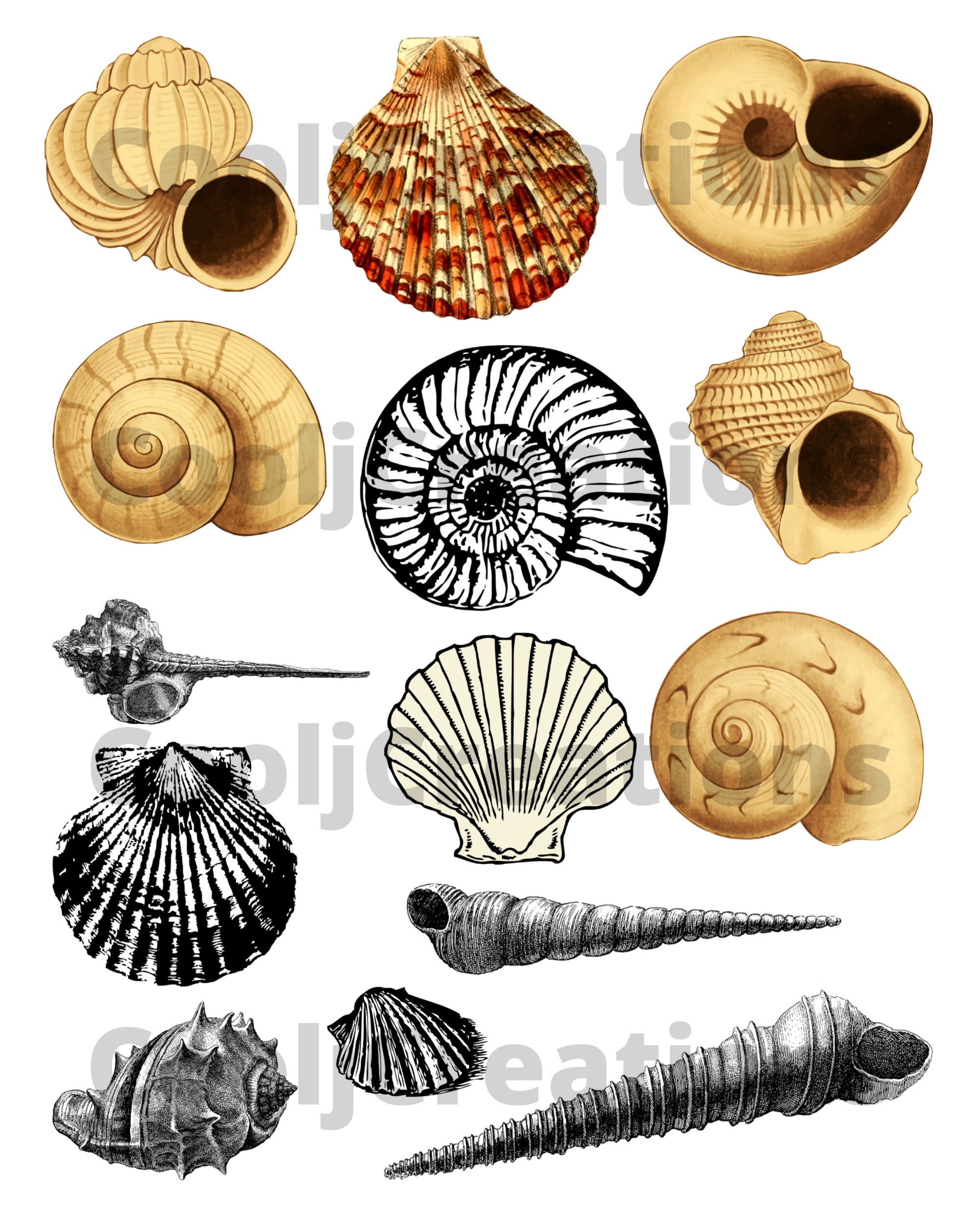 Seashells Clip Art, Seashell Digital Images for Scrapbook and Craft ...