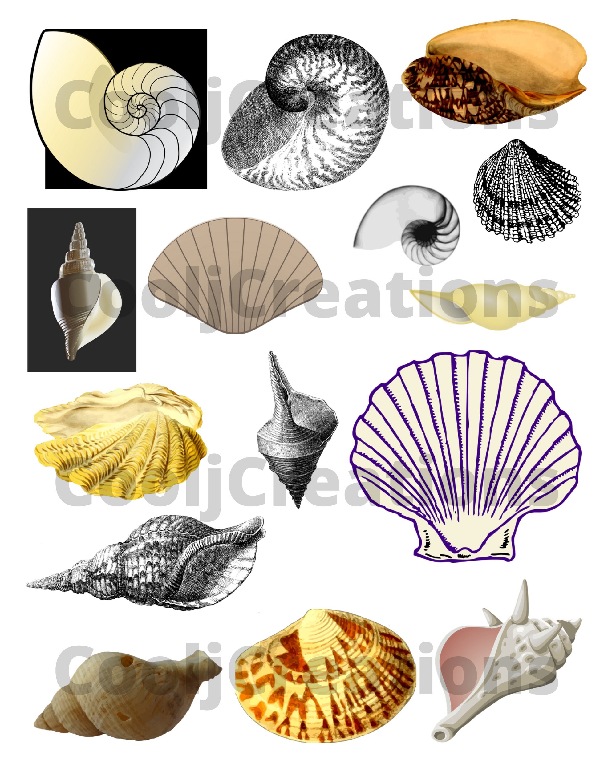 Seashells Clip Art, Seashell Digital Images for Scrapbook and Craft ...