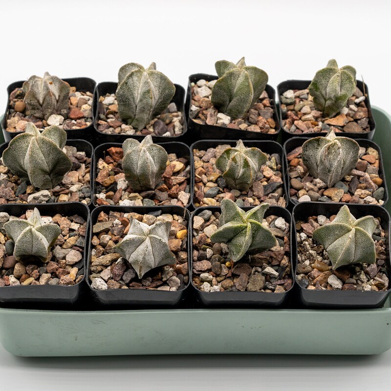 Astrophytum Seeds - Etsy