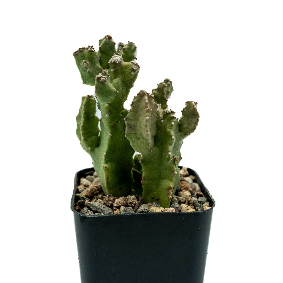 Caralluma Foetida EXACT Plant - Etsy