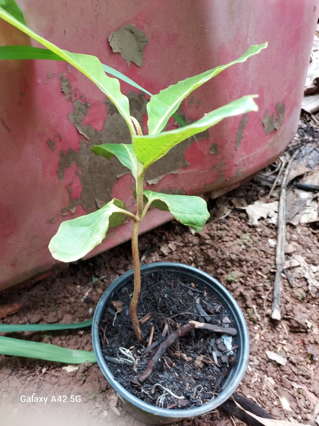 1 Baby Tropical Almond Tropical Tree Small Starter Plant 6" Rare Hard ...