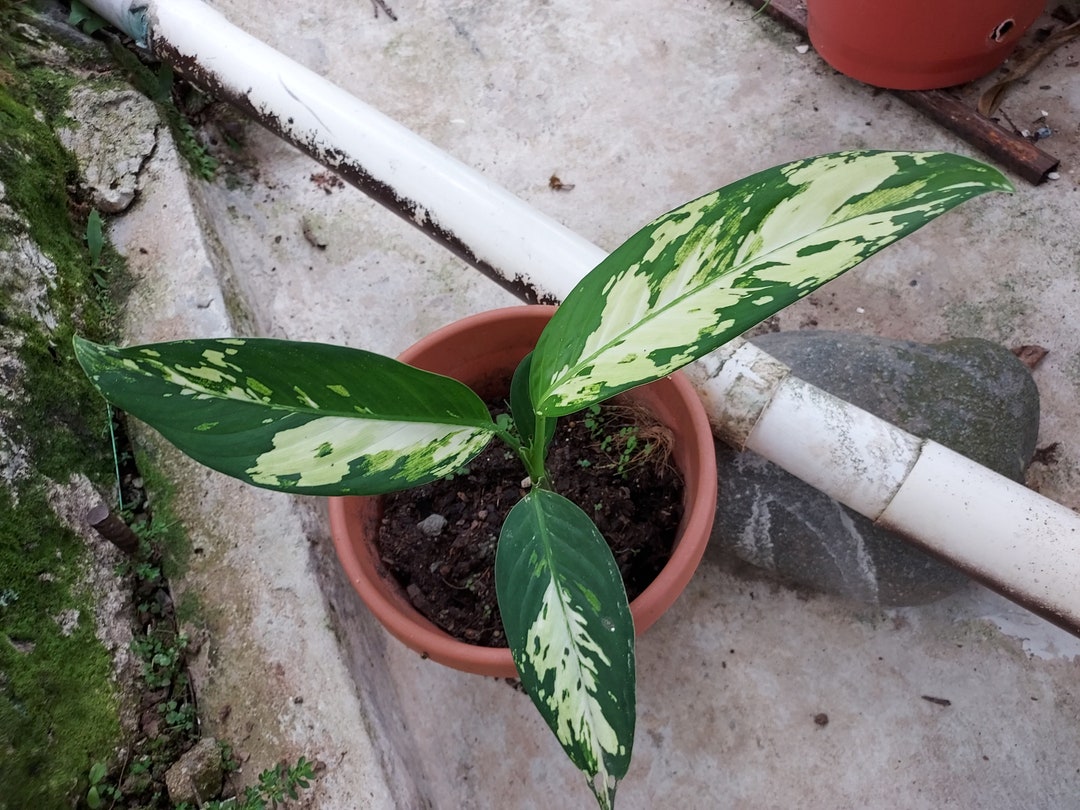 Dumb Cane Dieffenbachia Variegated Plant Green White Rare NO Ship to CA ...