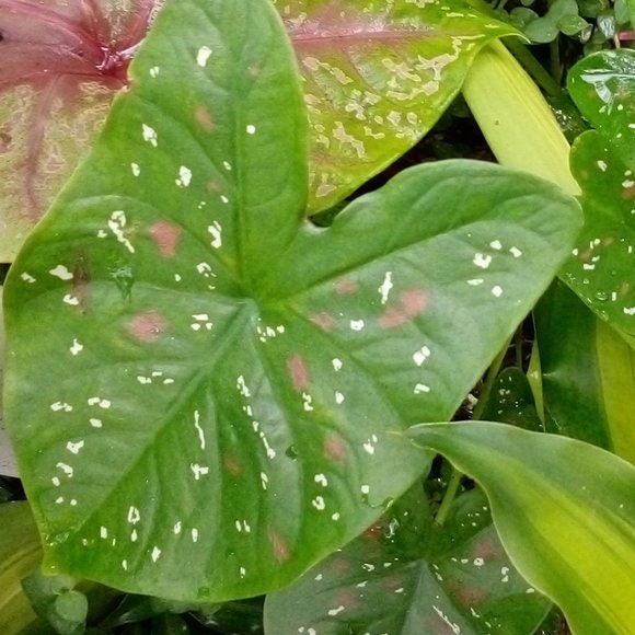 1 Caladium Florida Clown Tricolor Small Bulb. Green Pink White Spots ...