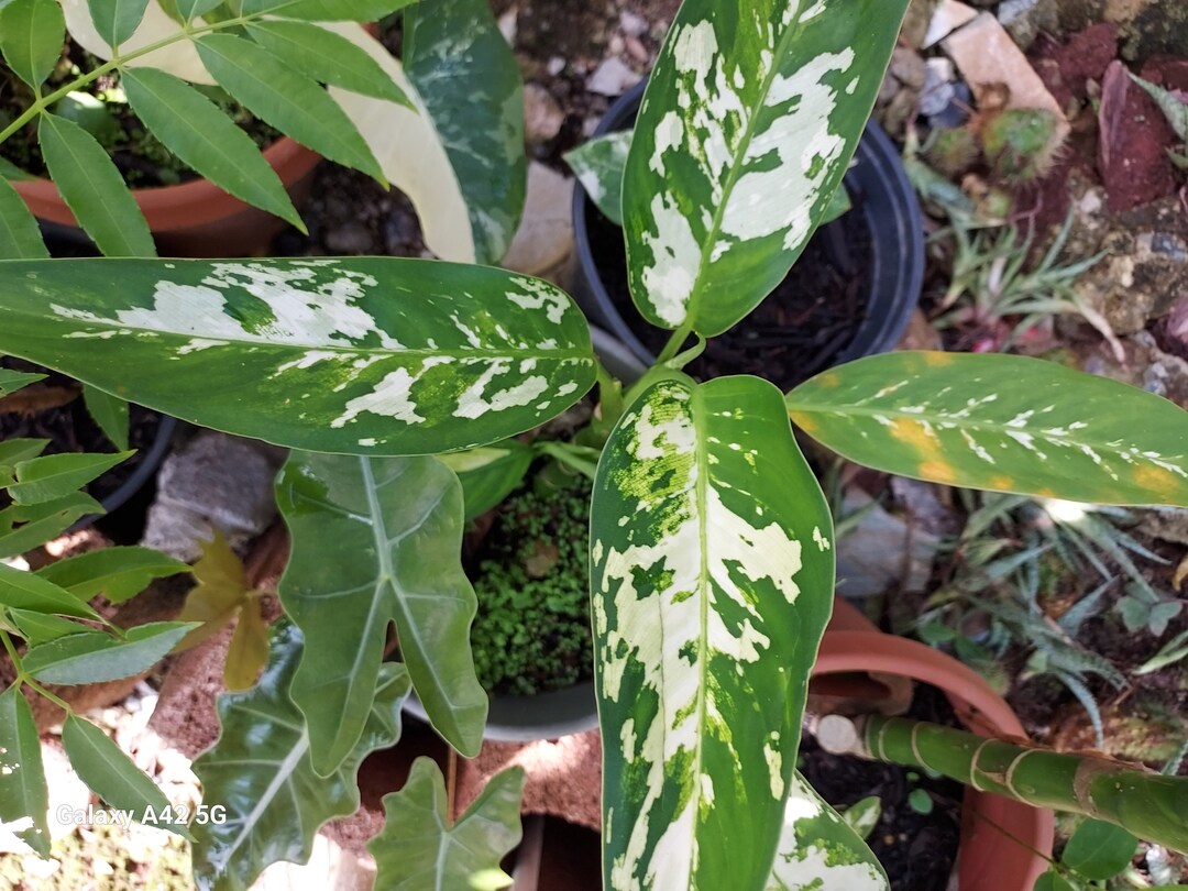 Dumb Cane Dieffenbachia Variegated Plant Green White Rare NO Ship to CA ...