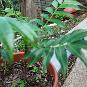 TropicalNature - Etsy